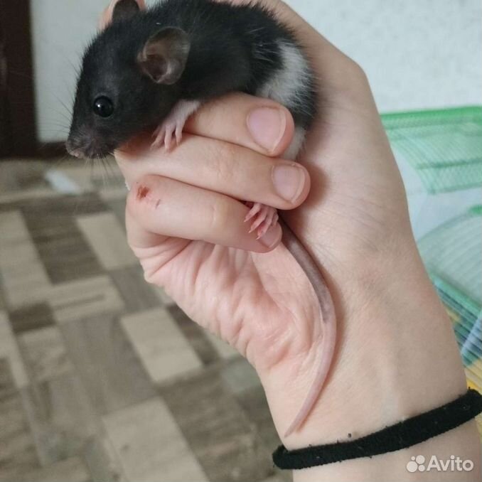 Крысята дамбо