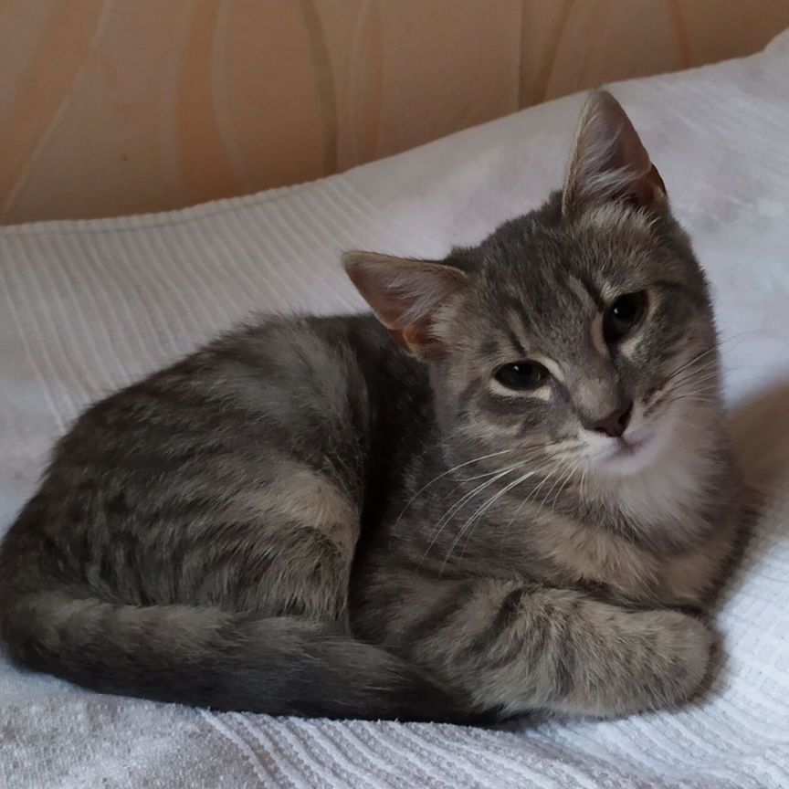 Ласковый скромный котëнок, дымчатый окрас