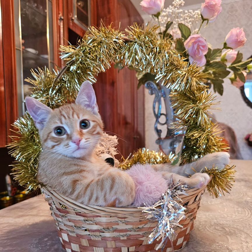 Котёнок шерлок, 3 мес. рыжего окраса