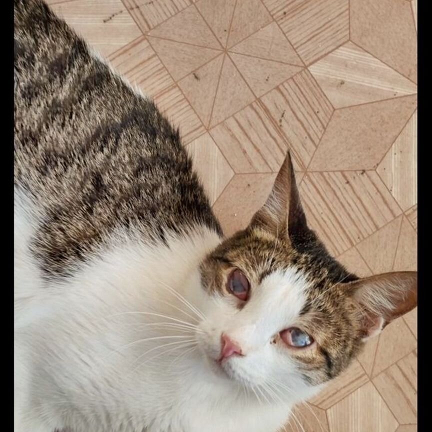 Особенный котик ждёт своего человека