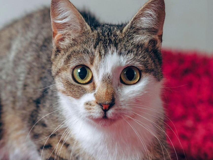 Кошка Зара хочет домой, кошка в дар