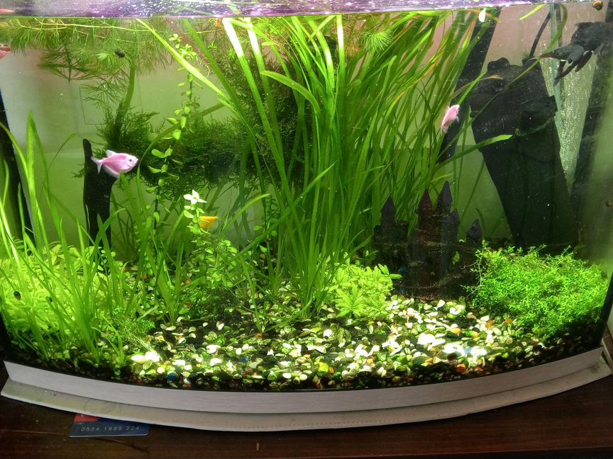 Рыбки тернеции гло