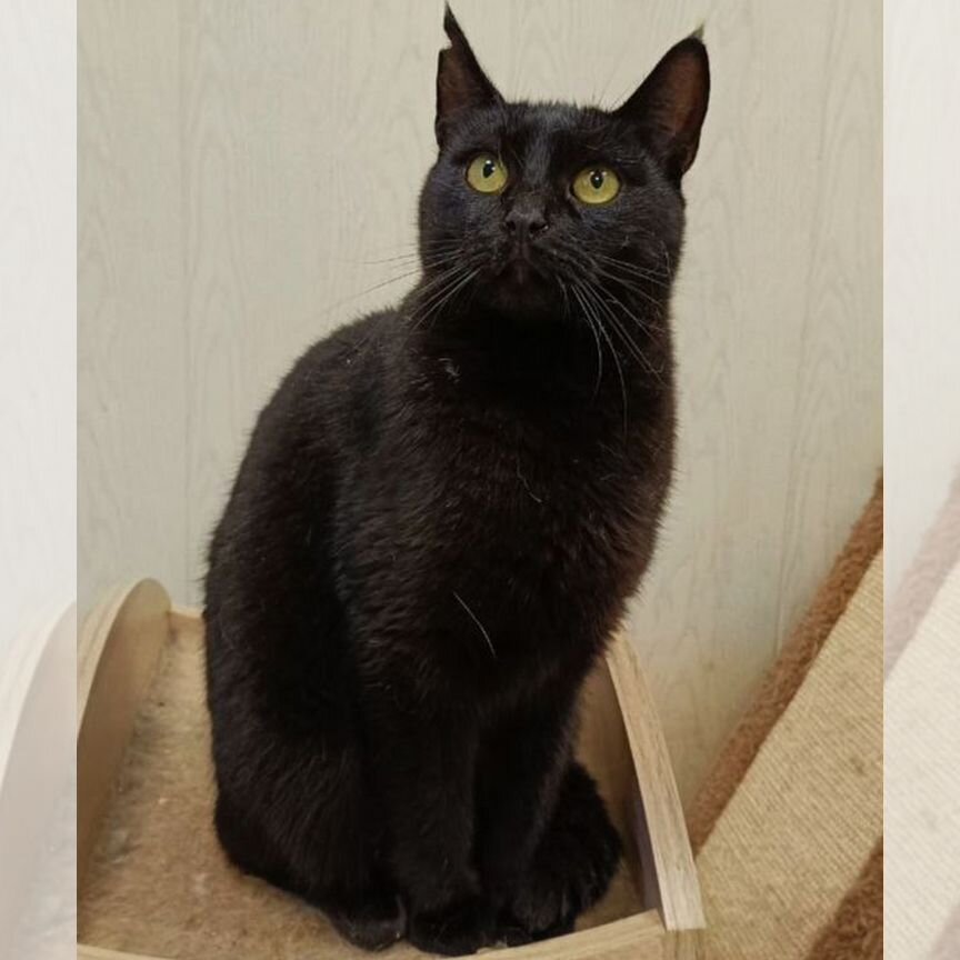 Кошечка в добрые руки