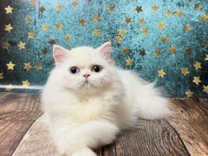Шикарный шотландский котёнок