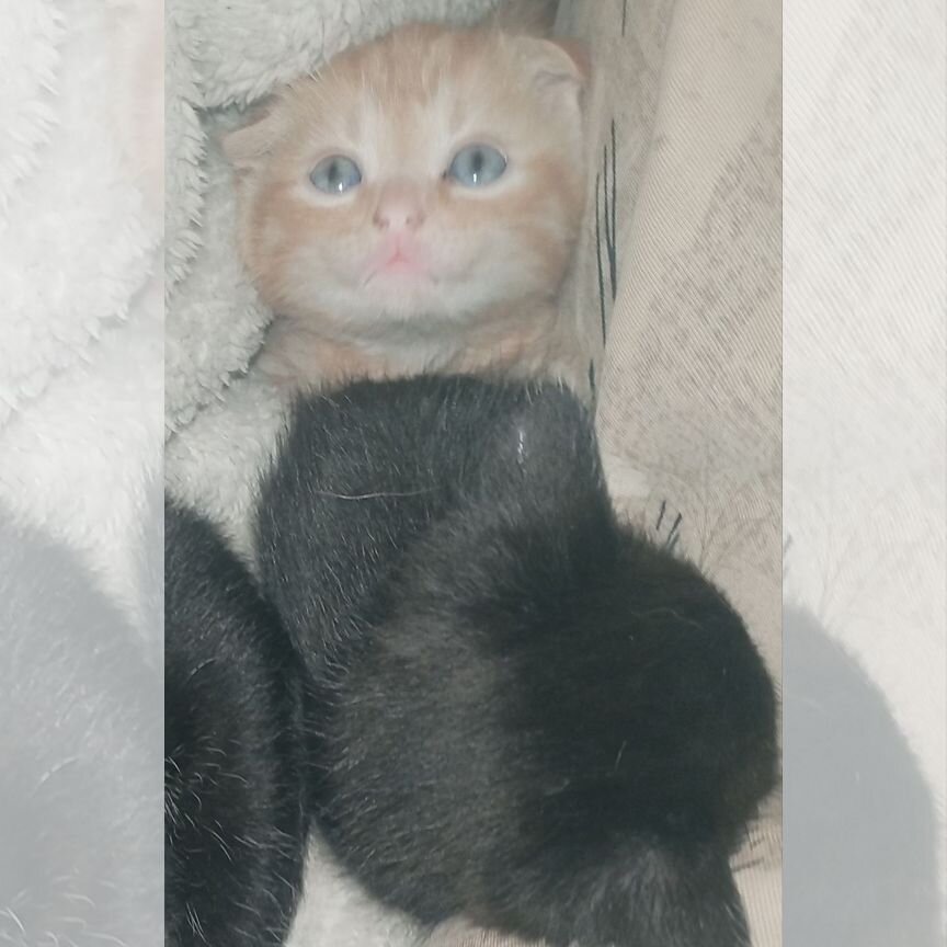 Котёнок от частного владельца