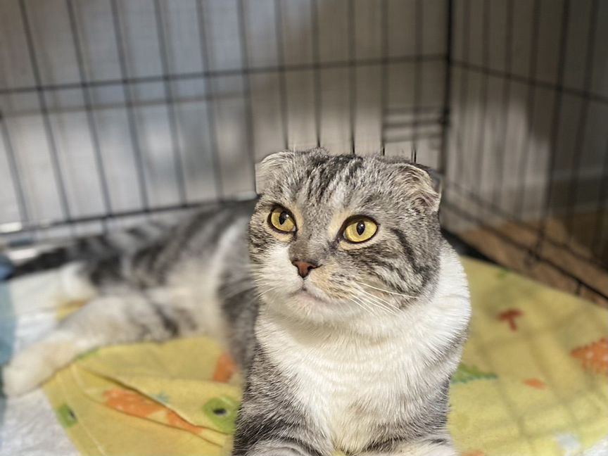 Котишки из приюта ждут человека