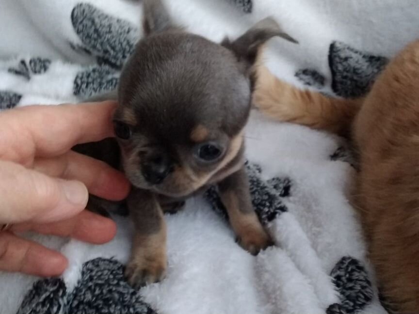 Щенки чихуахуа мини