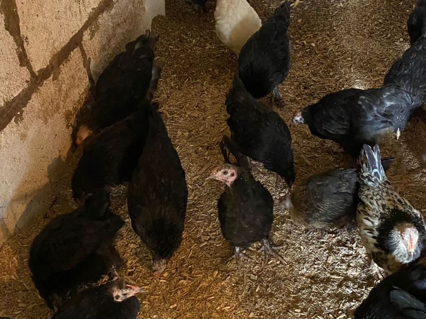 Куры молодки