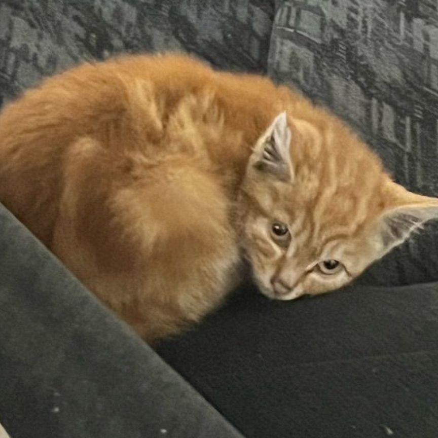 Рыжий котенок в добрые руки
