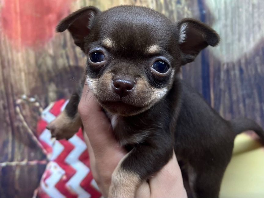 Чихуахуа щенки