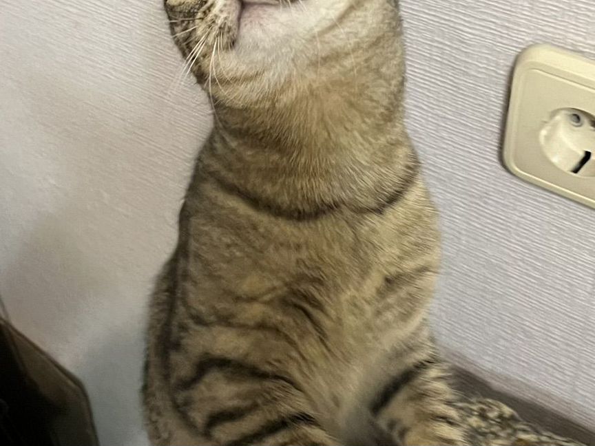 Кошка Фрося в добрые руки