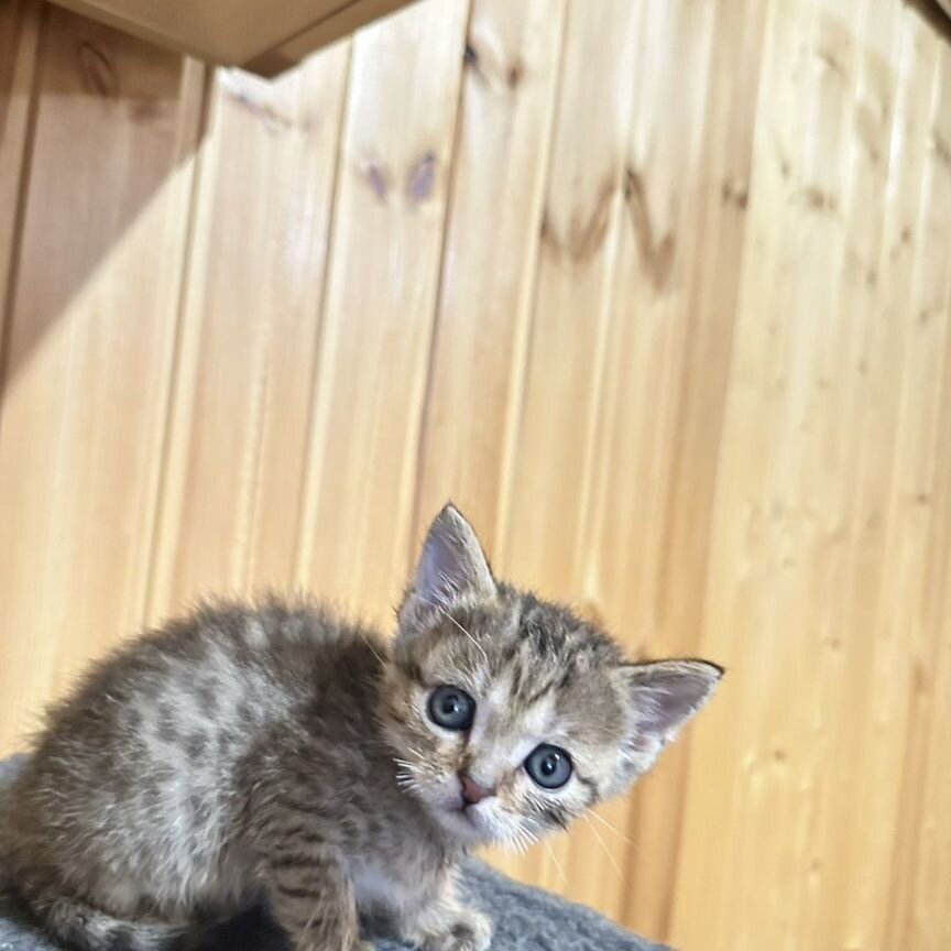 Котята в добрые руки приучены к лотку