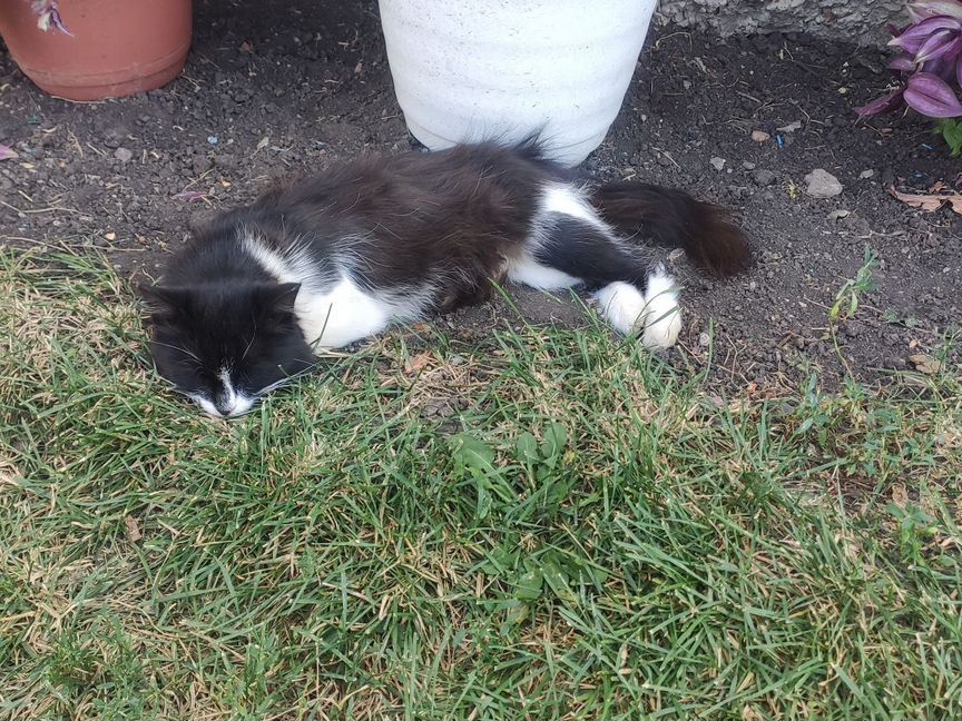 Отдадим 4 котенка и маму в добрые руки
