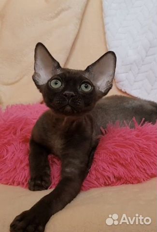 Девон-рекс шоколадный мальчик