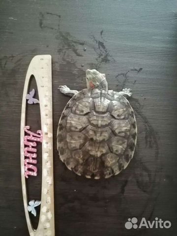 Красноухая черепаха маленькая