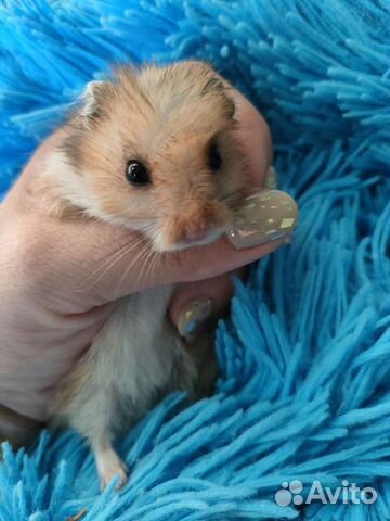 Отдам бесплатно сирийского хомяка