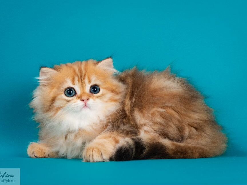 Золотая мраморная кошечка хайленд