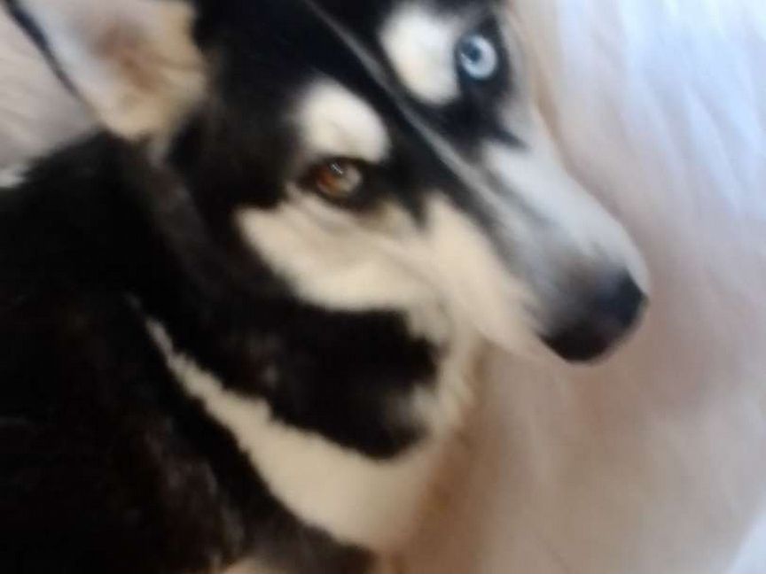 Сибирский хаски