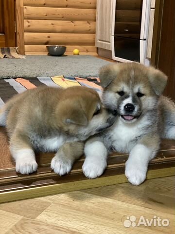 Щенки Акита-ину