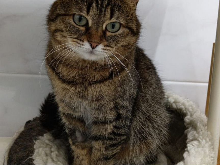 Кошки в добрые руки бесплатно