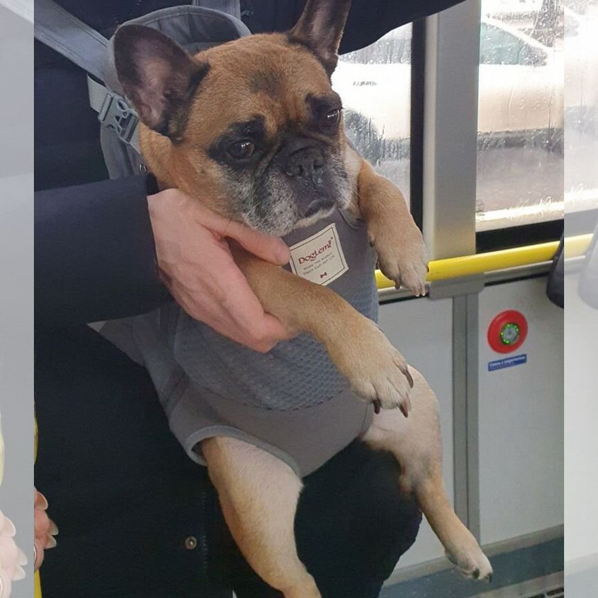 Сумка кенгуру для собак