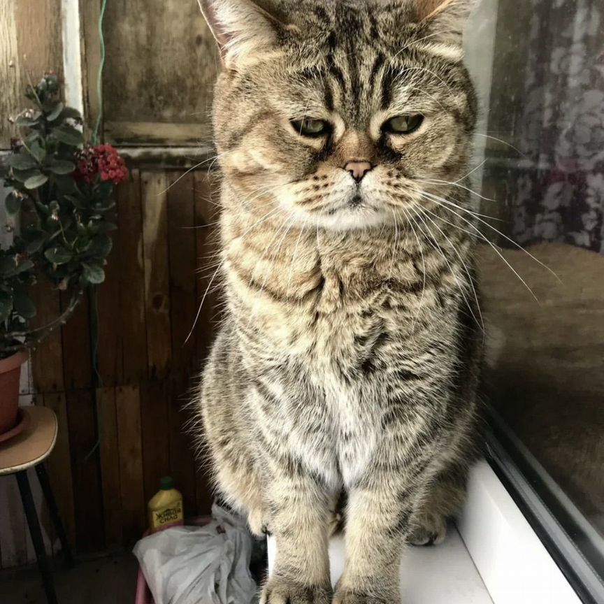 Британские котята бесплатно