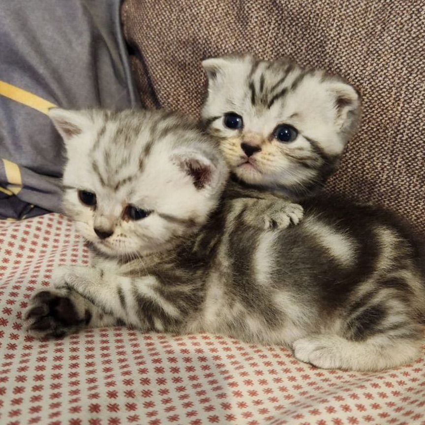Продаю шотландских котят