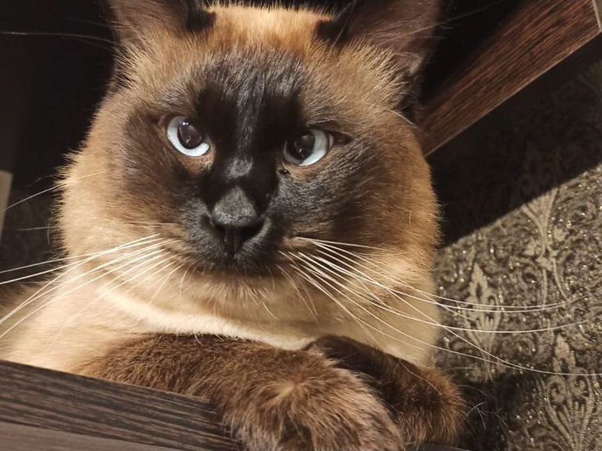 Меконгский бобтейл. Вязка