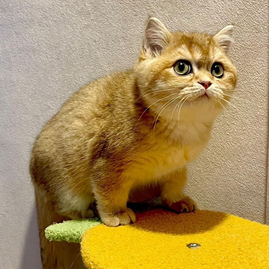 Шотландский котёнок, мальчик