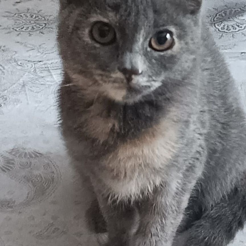 Передадим в добрые руки котят