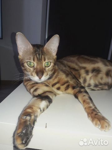 Бенгальская кошка