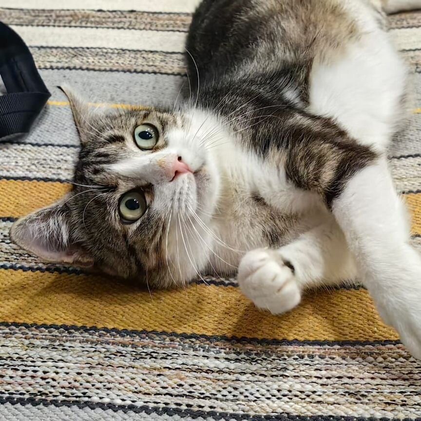 Кошка Стелла