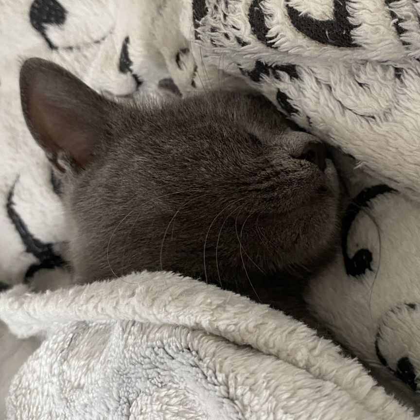 Кошечка
