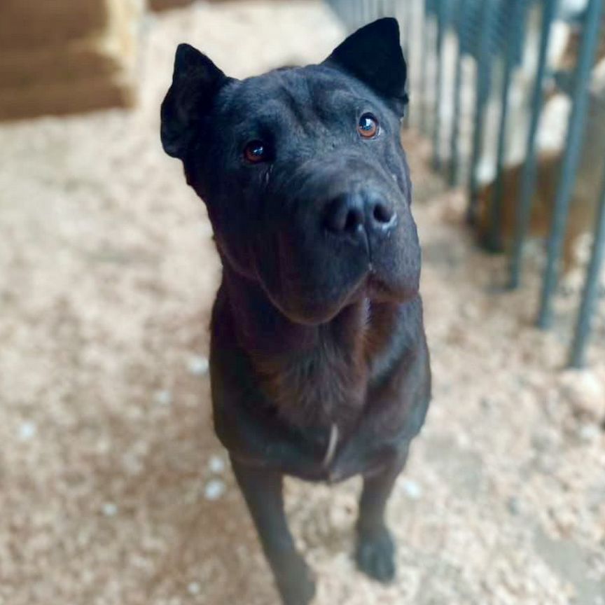 Взрослый пёс в добрые руки