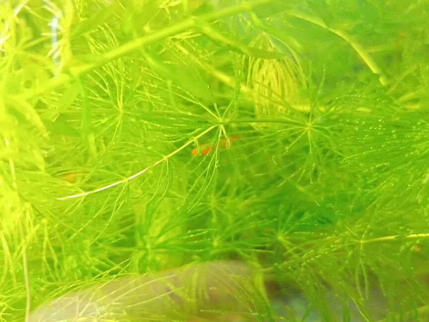 Меченосцы мальки