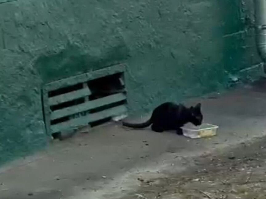 Черному котенку нужен дом