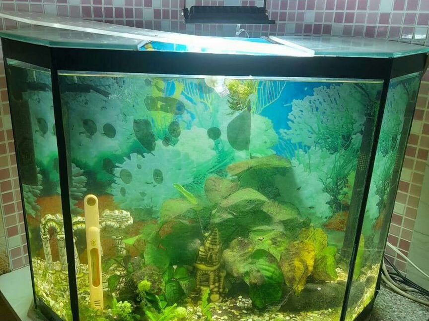 Аквариум