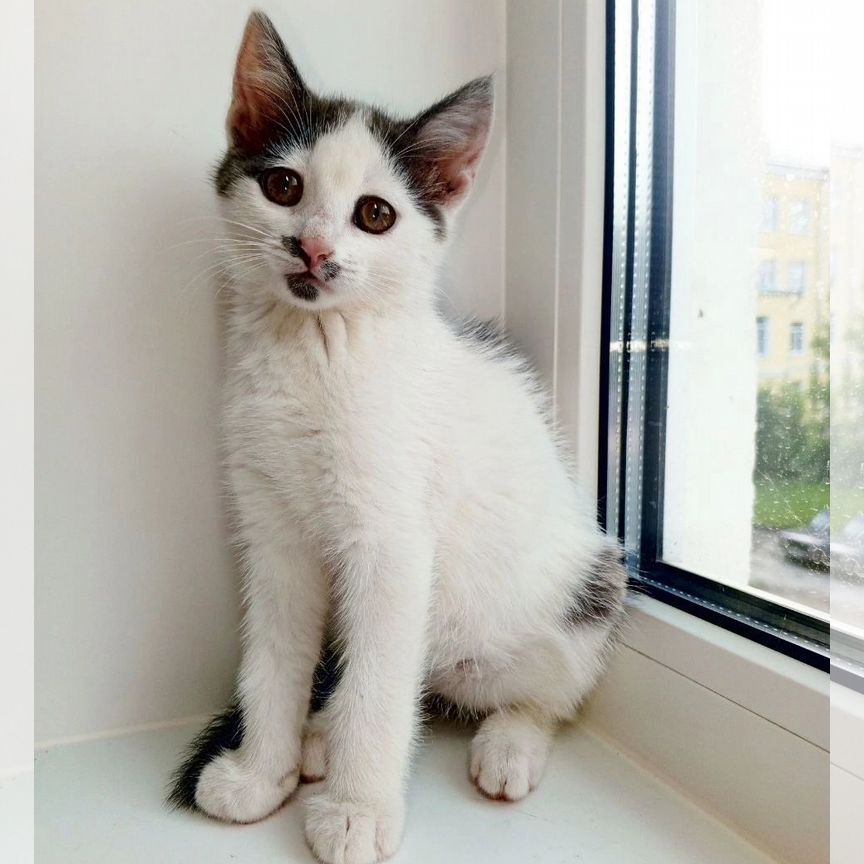 Котенок девочка ищет дом