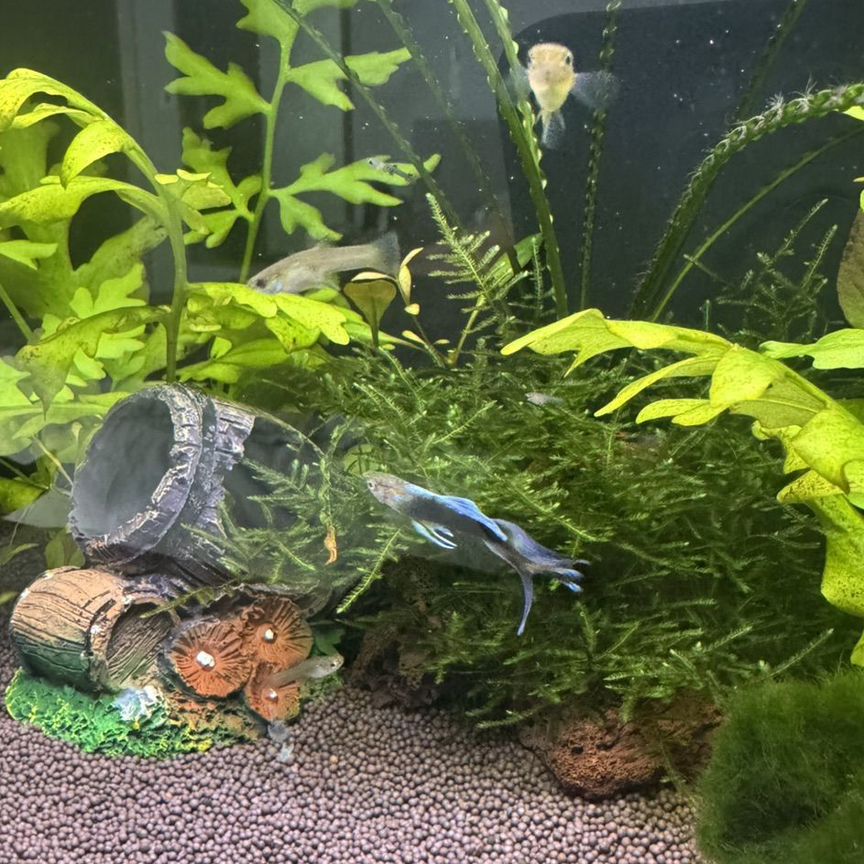 Рыбки гуппи