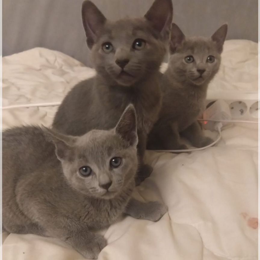 Русский голубой котёнок