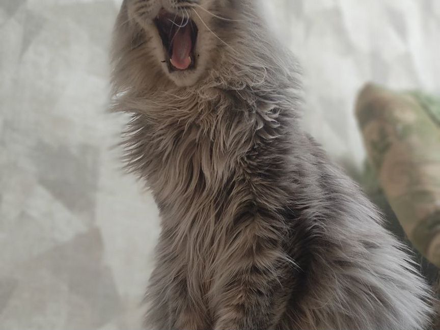 Кот Мейн-кун