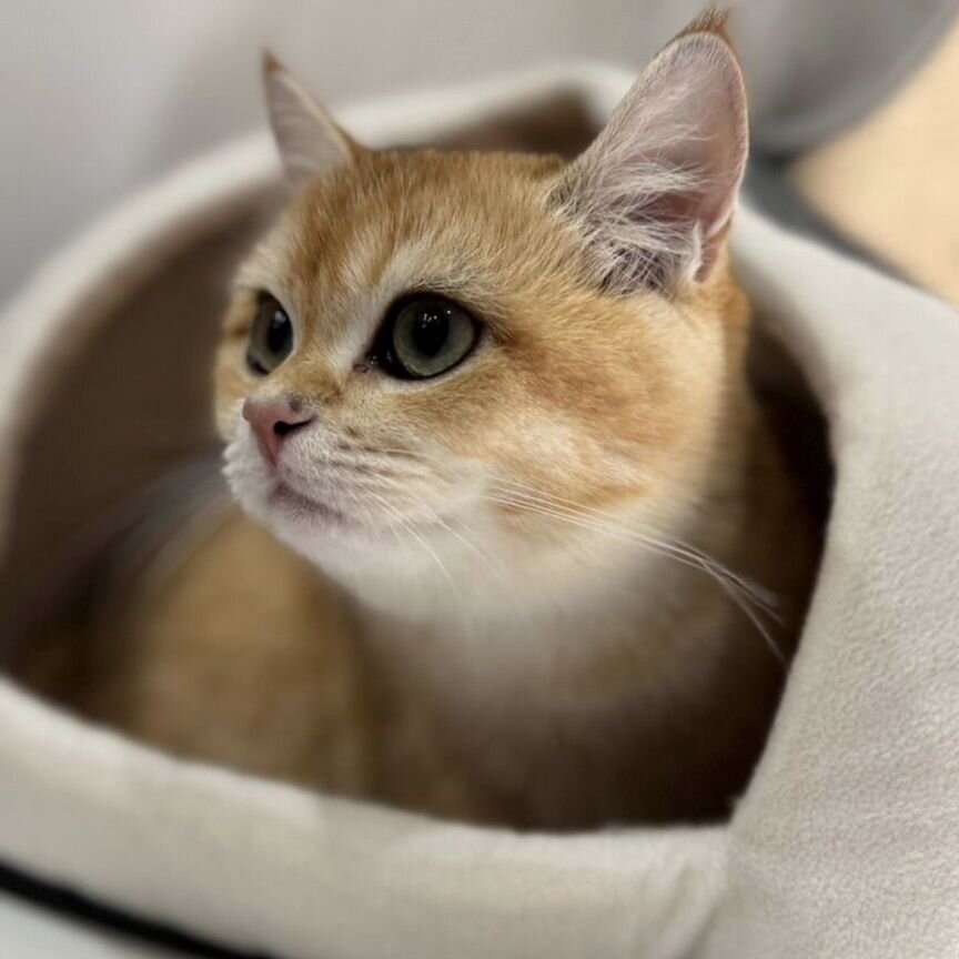 Шотландский прямоухий короткошёрстный котёнок