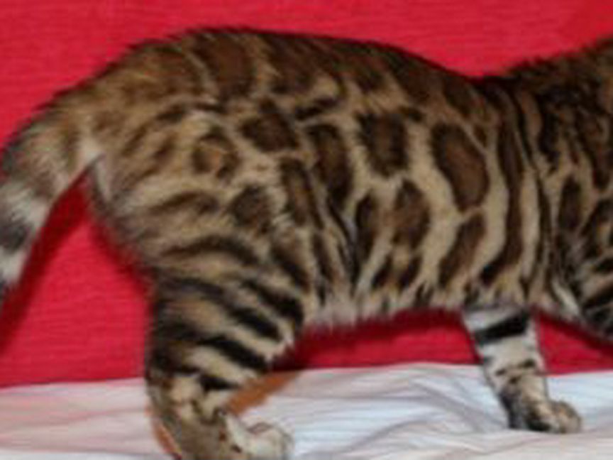 Бенгальская кошка