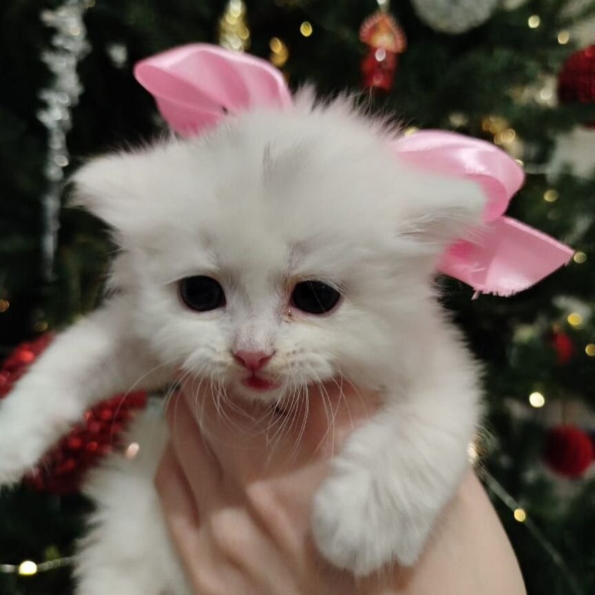 Котята