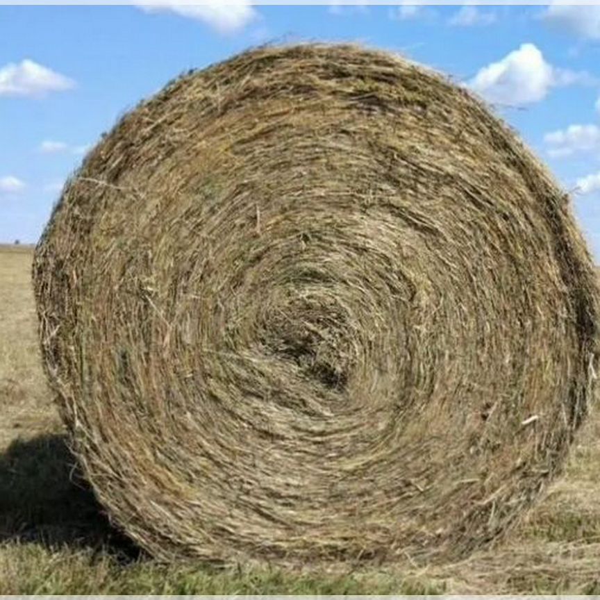 Продам сено в рулонах