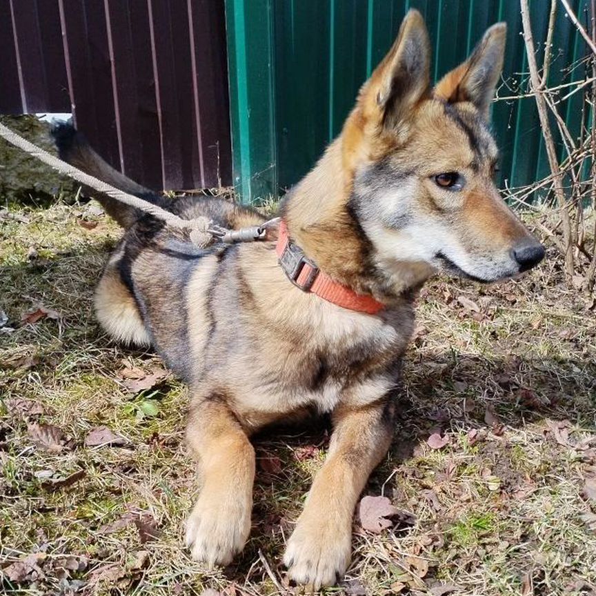 Лайка, щенок