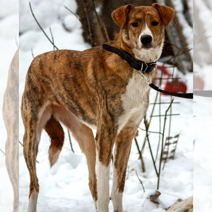 Грациозная собака, около 2х лет