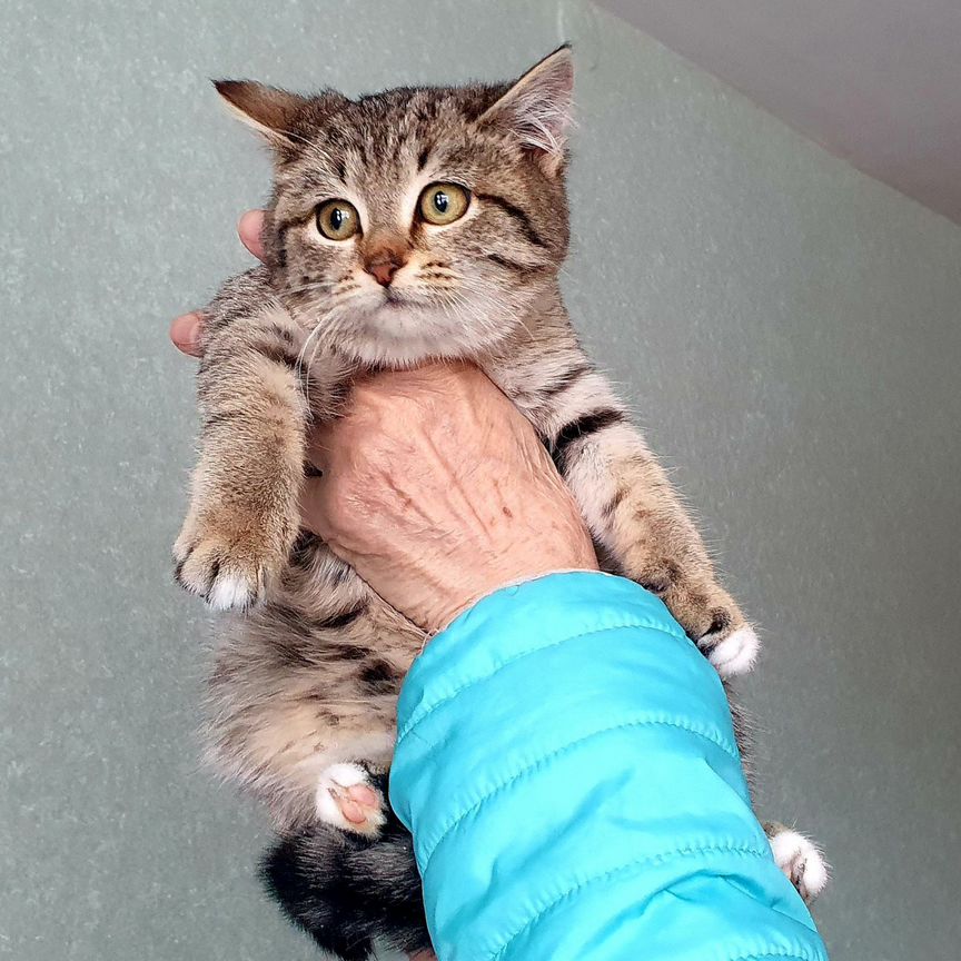 Котёнок-девочка, 3,5-4 мес