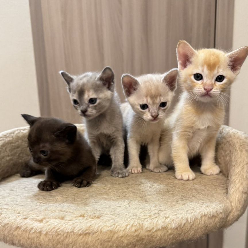 Европейский бурманский котёнок