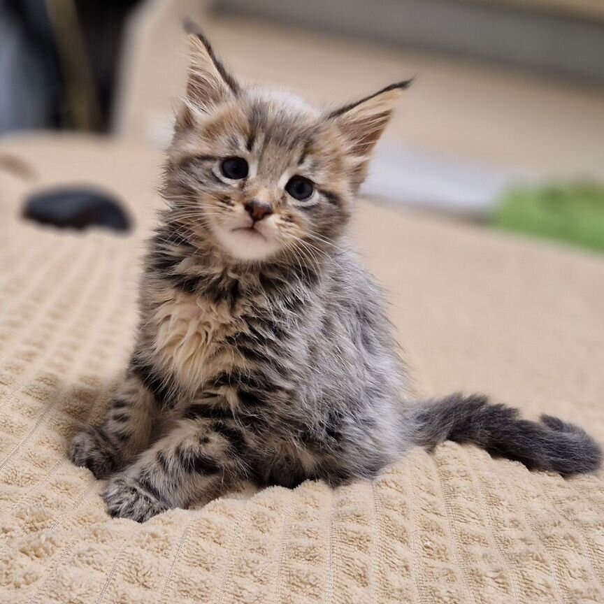 Мейн-кун котёнок